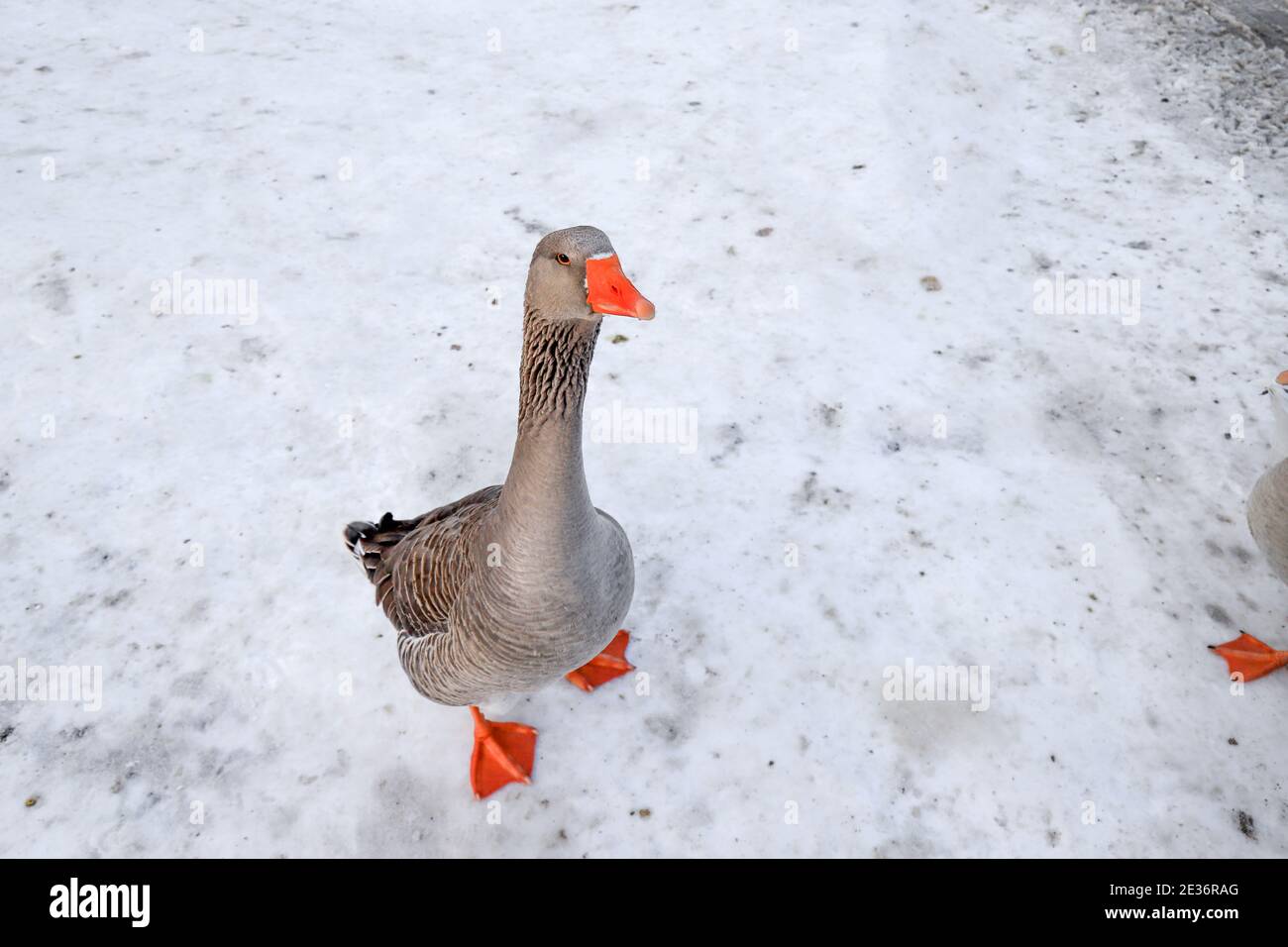 Beautiful gray pedigreed, fat geese with red beaks walk on the farm in ...