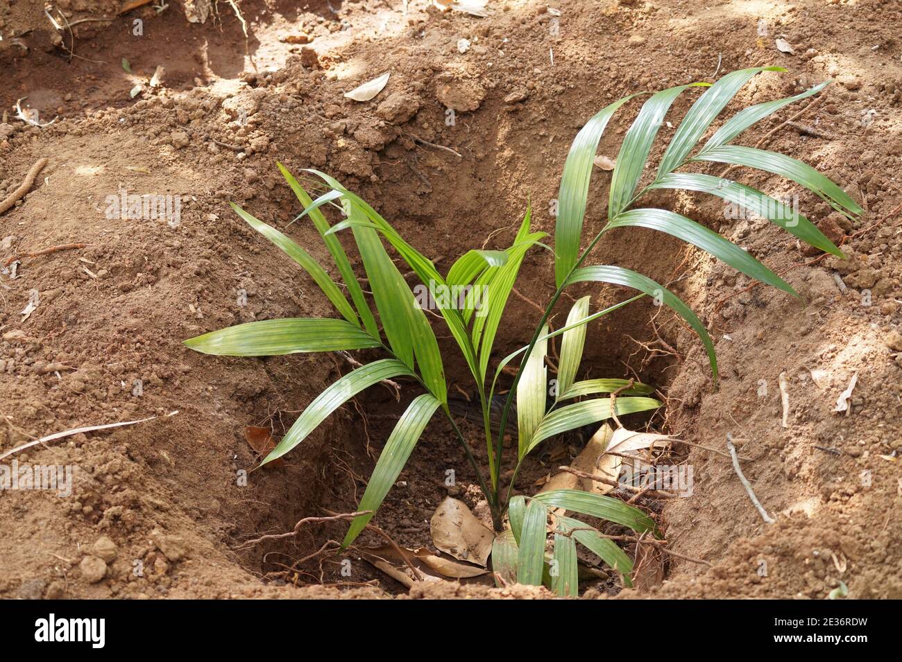 Small Areca nut tree on the ground. It is in the younger stage Stock ...