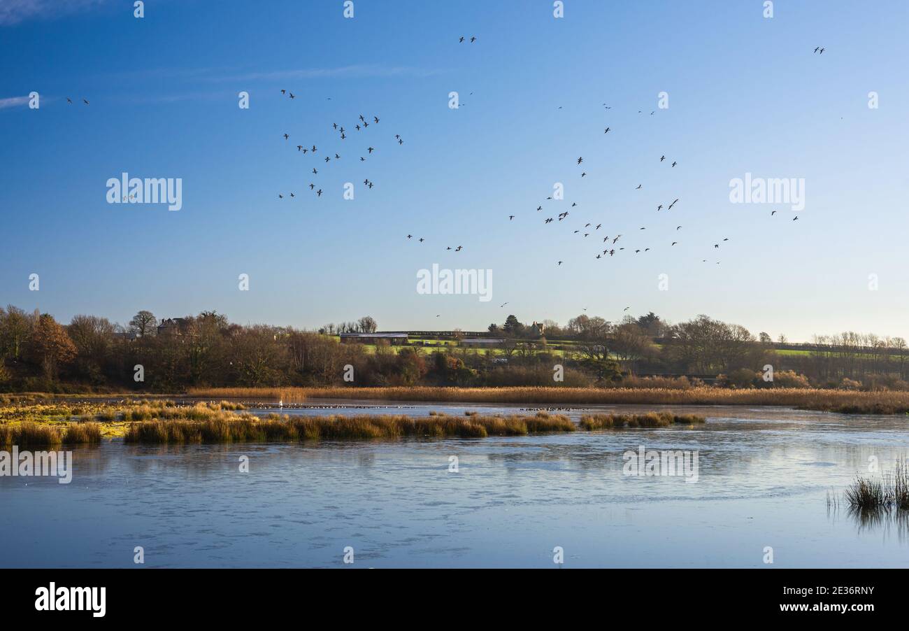 Eurasian Wigeon, Mareca penelope birds in flight over Bowling Green ...