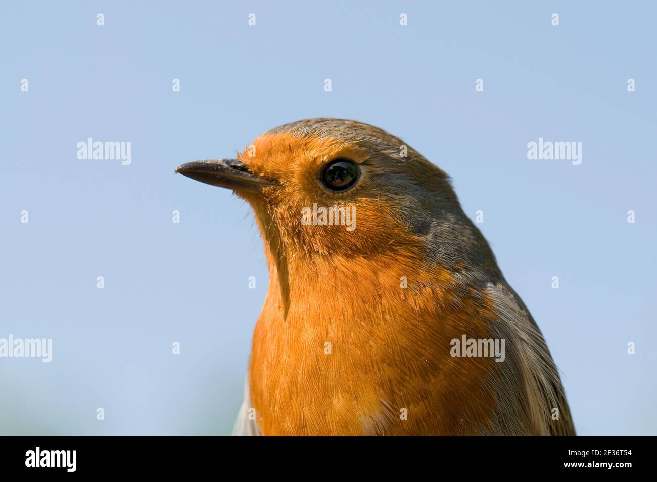 Head shot of an adult Robin, Erithacus rubecula, in spring in a garden ...