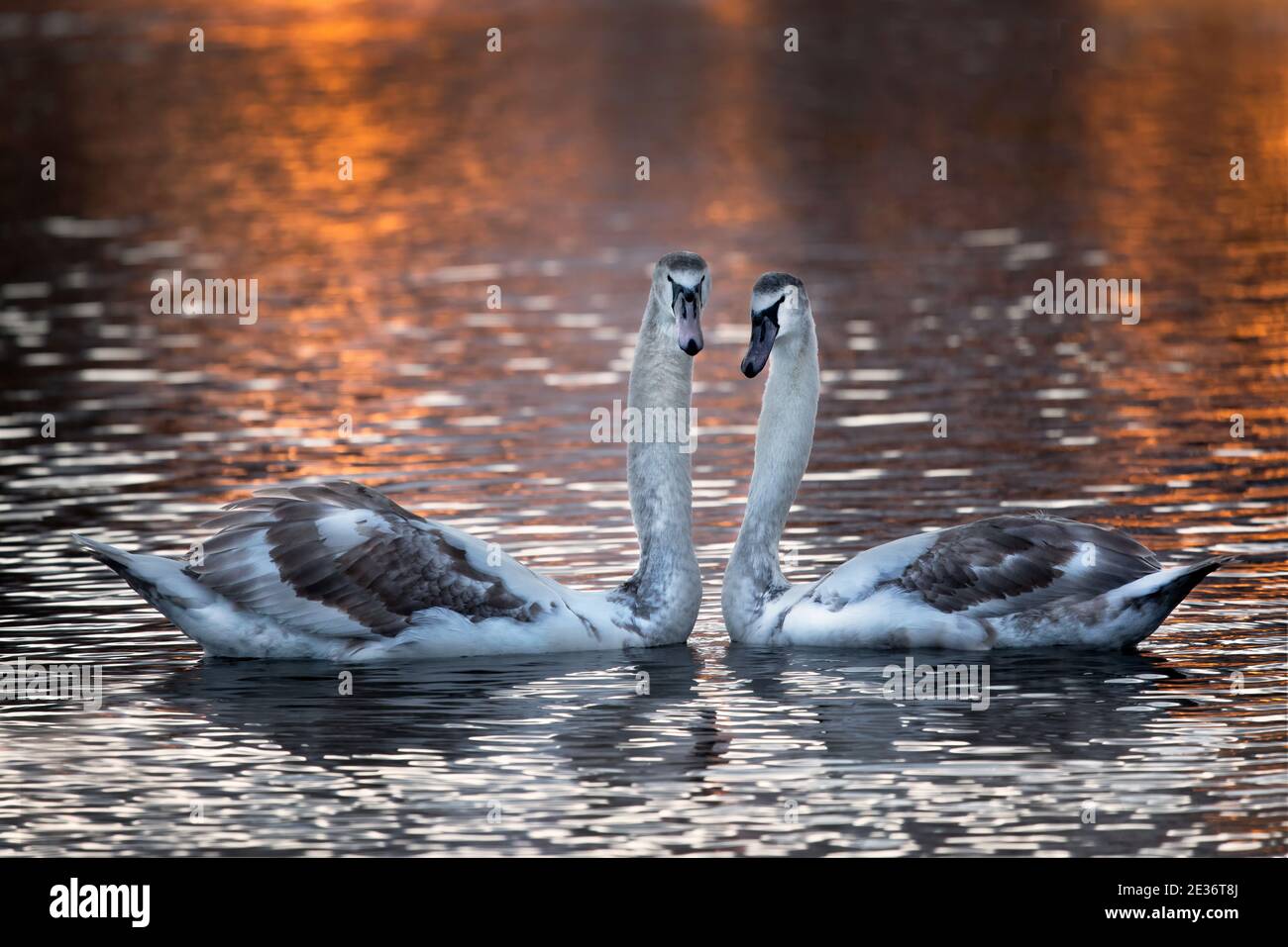 Two young mute swans with the golden sun light rising behind them Stock ...