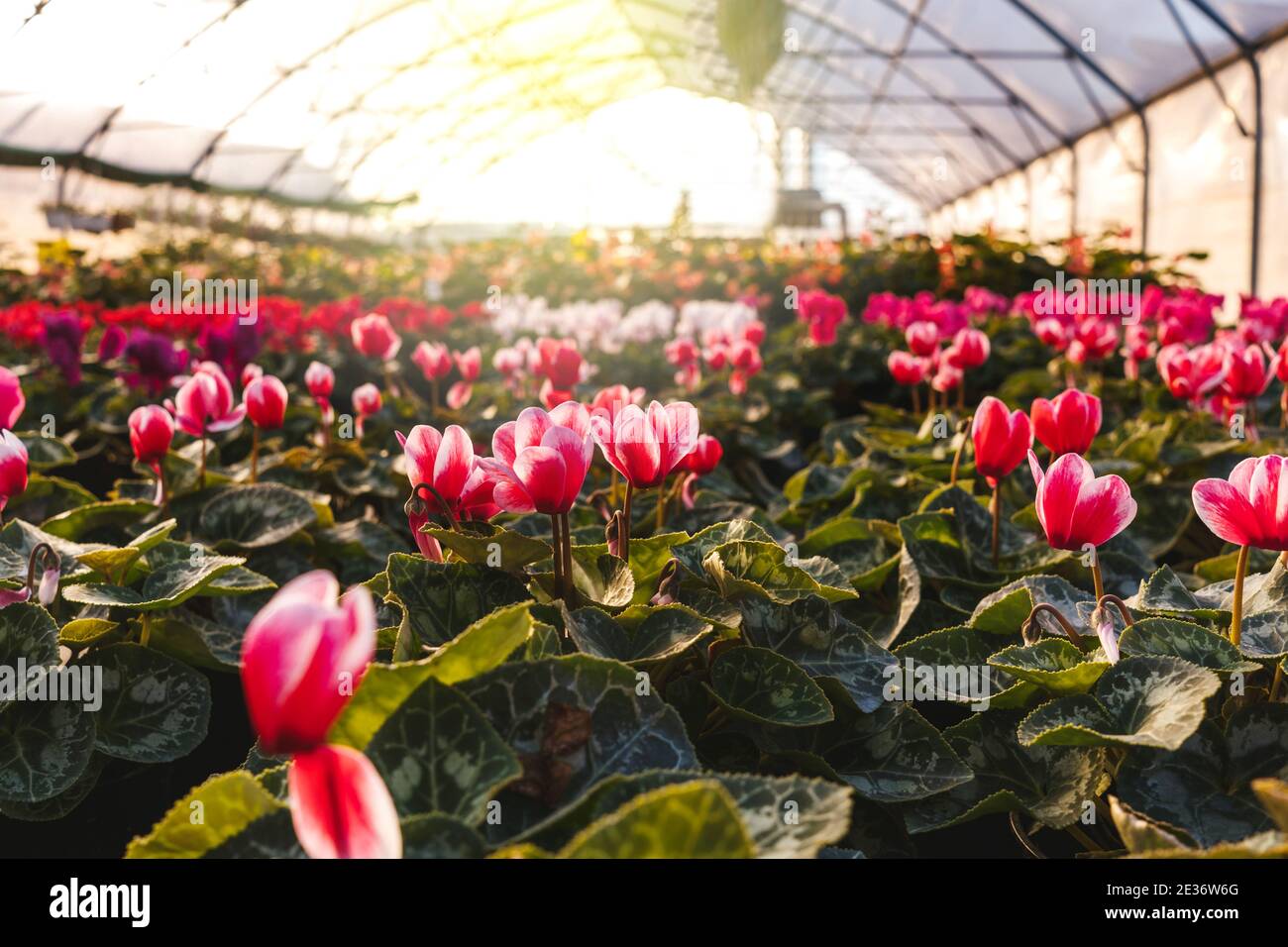 Winter cyclamen in pots hi-res stock photography and images - Alamy