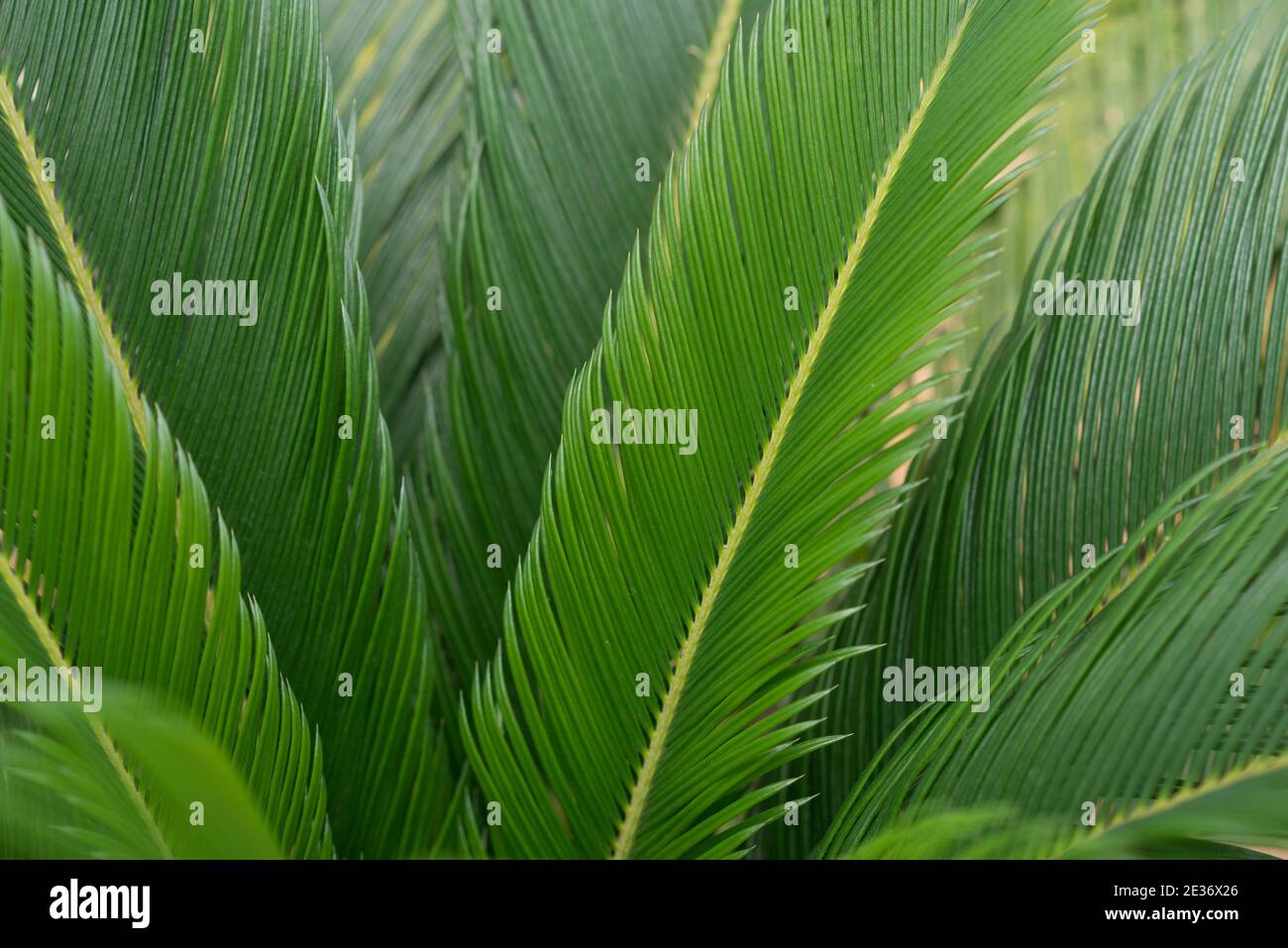 Leaves of the Flower Cycas revoluta Stock Photo - Alamy