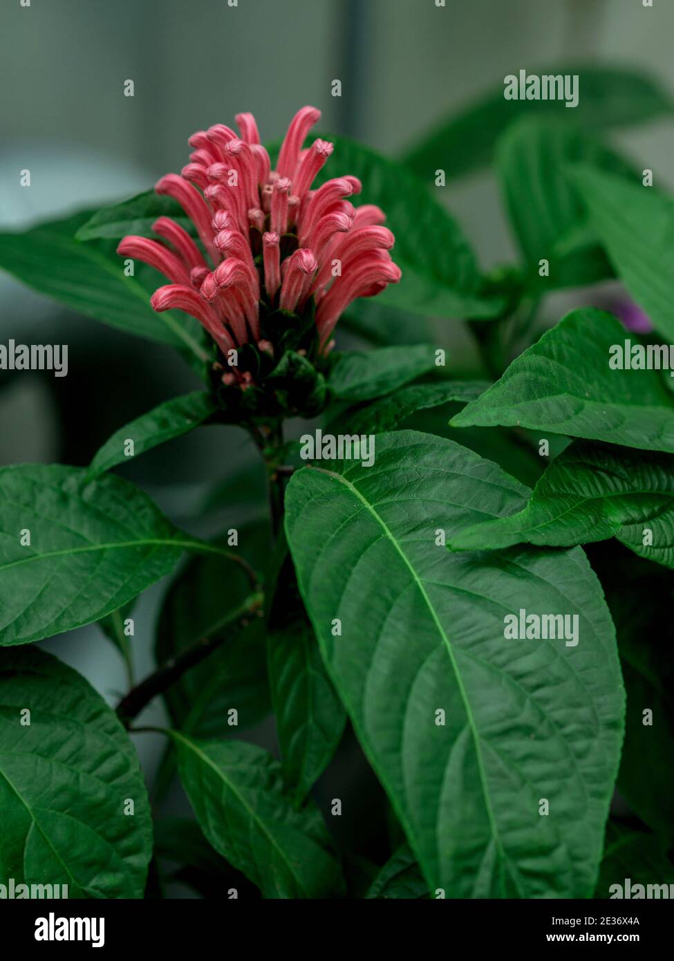 Justicia carnea flower blooms in the garden Stock Photo - Alamy