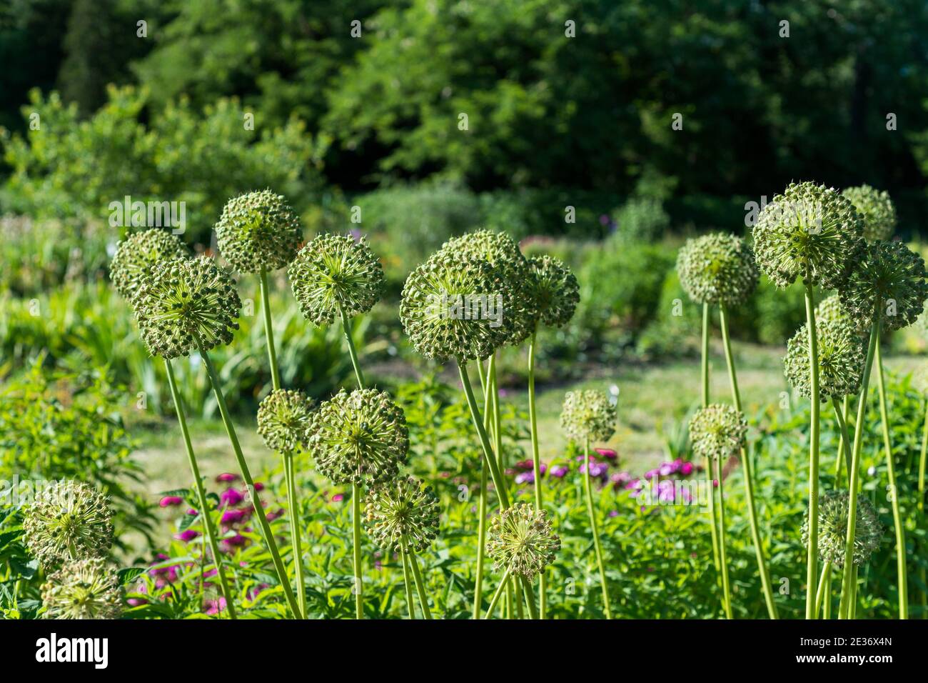 Allium bloomed hi-res stock photography and images - Alamy
