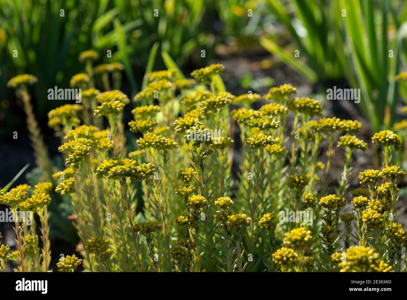 Flower Sedum yellow Stock Photo - Alamy