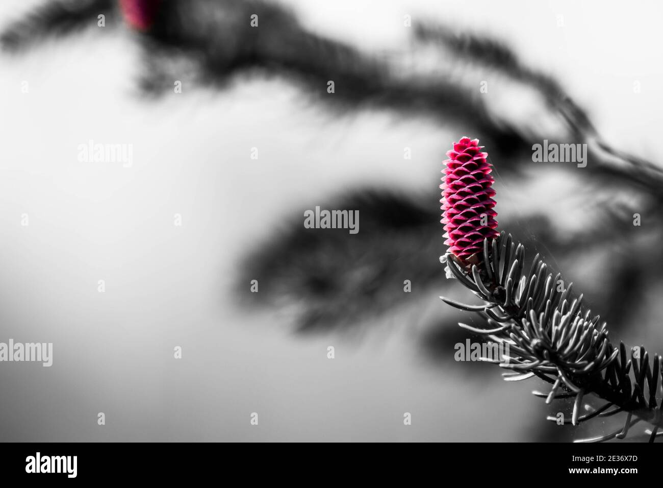 Pink Pine Tree Flower fresh young cones. Pine Mountains. Branches of a ...