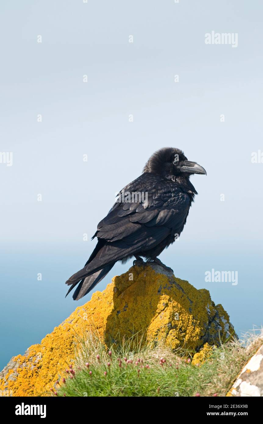 Raven, Corvus corax, on spring time cliff tops with sea in distance at ...