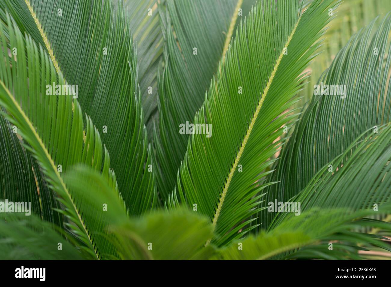 Leaves of the Flower Cycas revoluta Stock Photo - Alamy