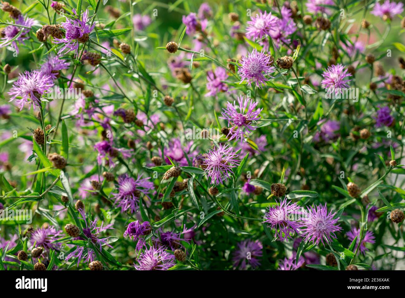 Centaurea variety hi-res stock photography and images - Alamy