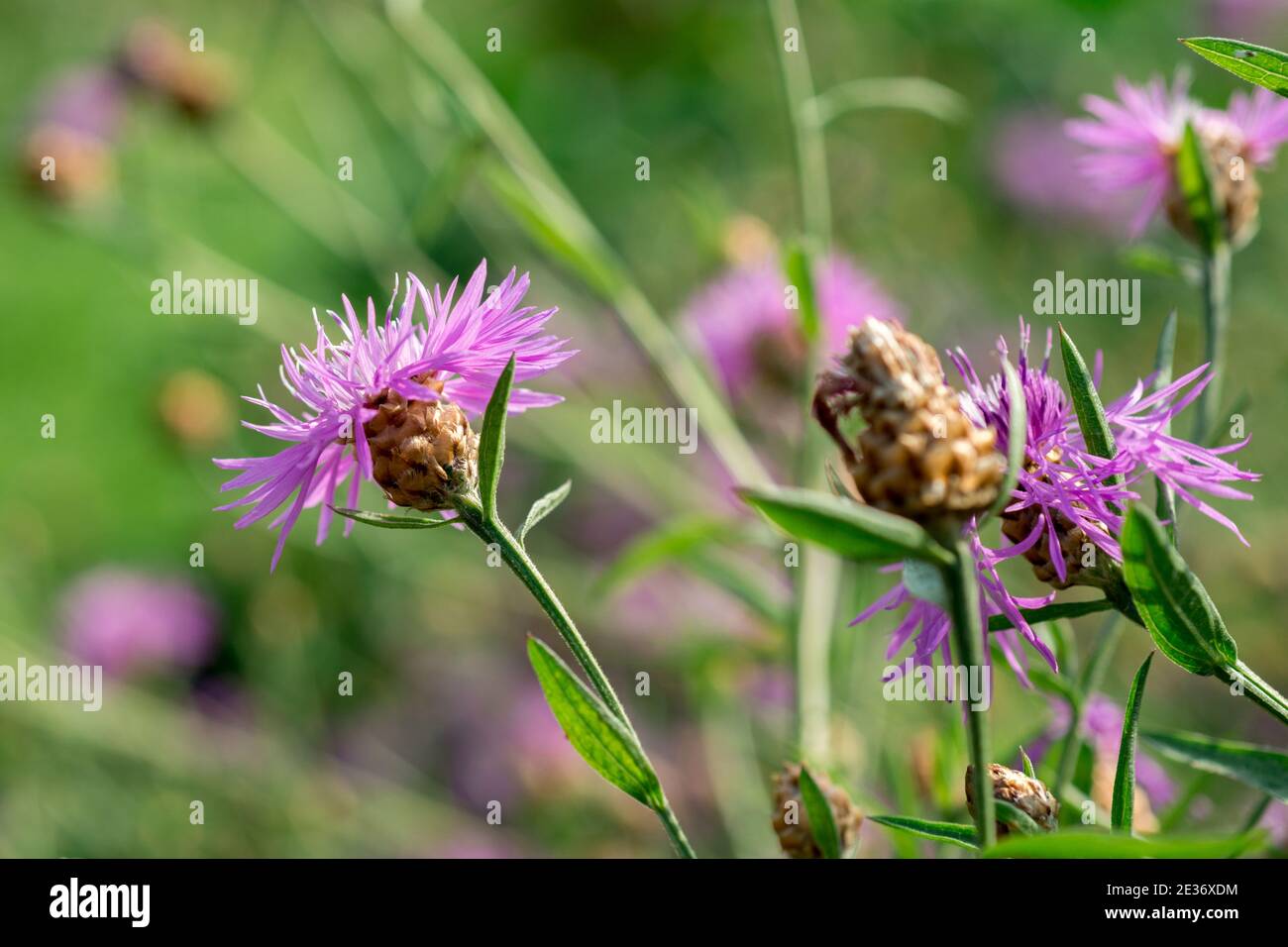 Centaurea variety hi-res stock photography and images - Alamy