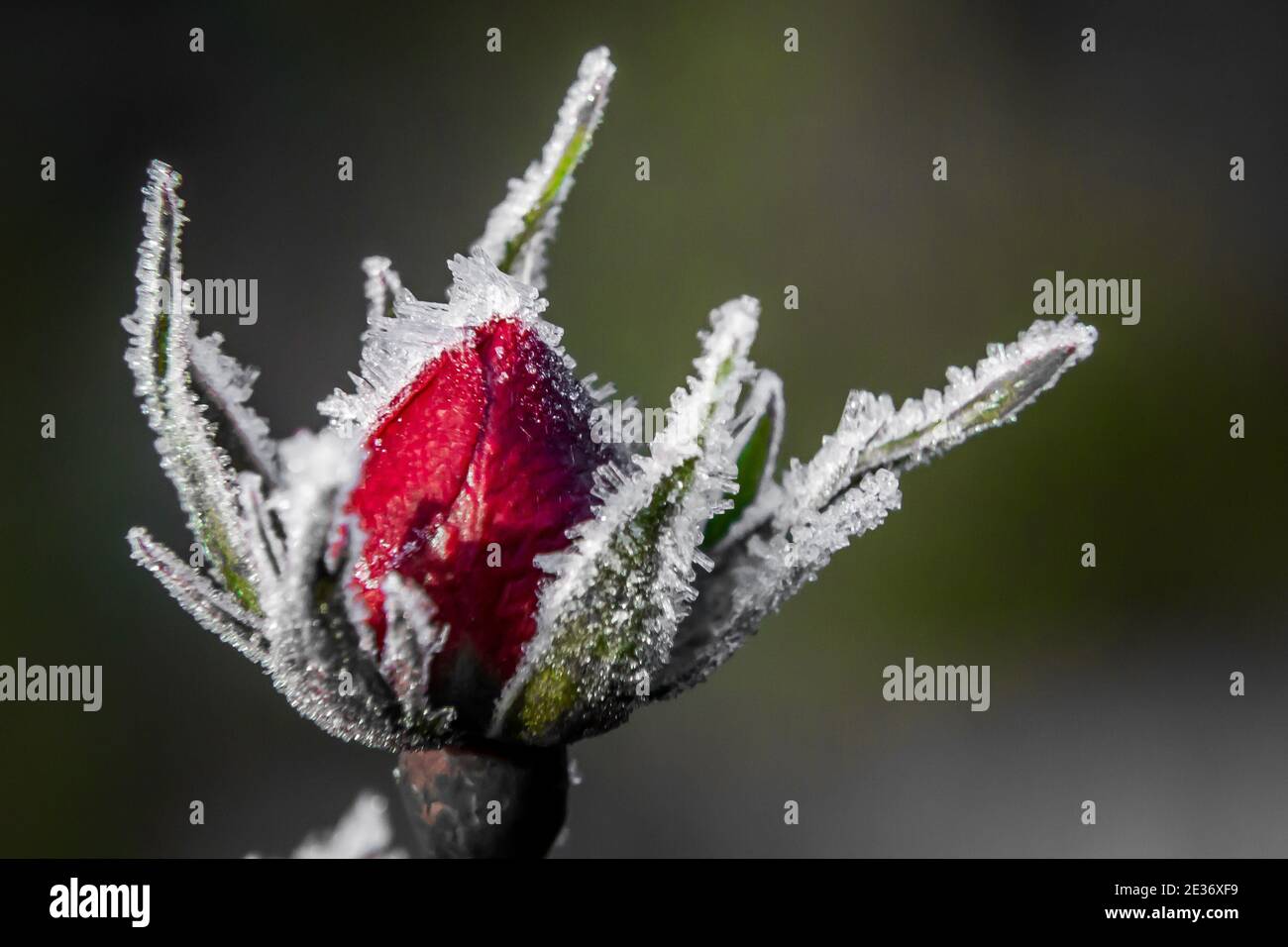 Frozen red rose in white frost. Rose petals in small ice crystals ...