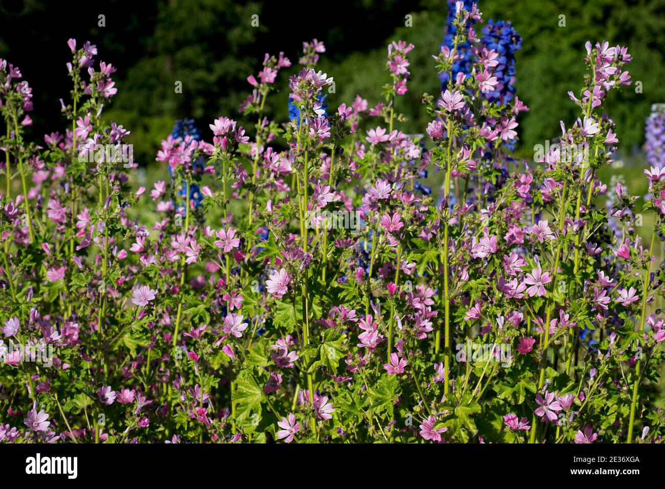 Alcea pallida hi-res stock photography and images - Alamy
