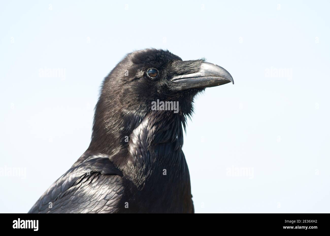 Ravens head hi-res stock photography and images - Alamy