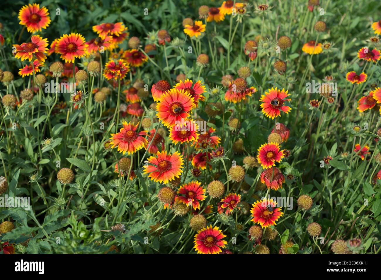 Gaillardia aristata flowers in the garden Stock Photo - Alamy