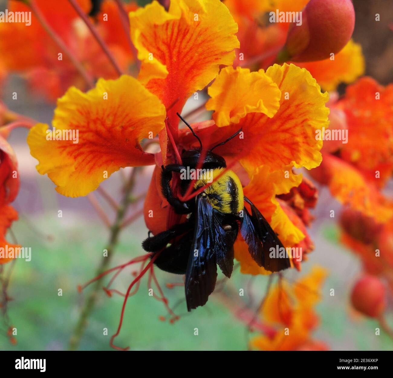 Beautiful orange flower food bumblebee hi-res stock photography and ...