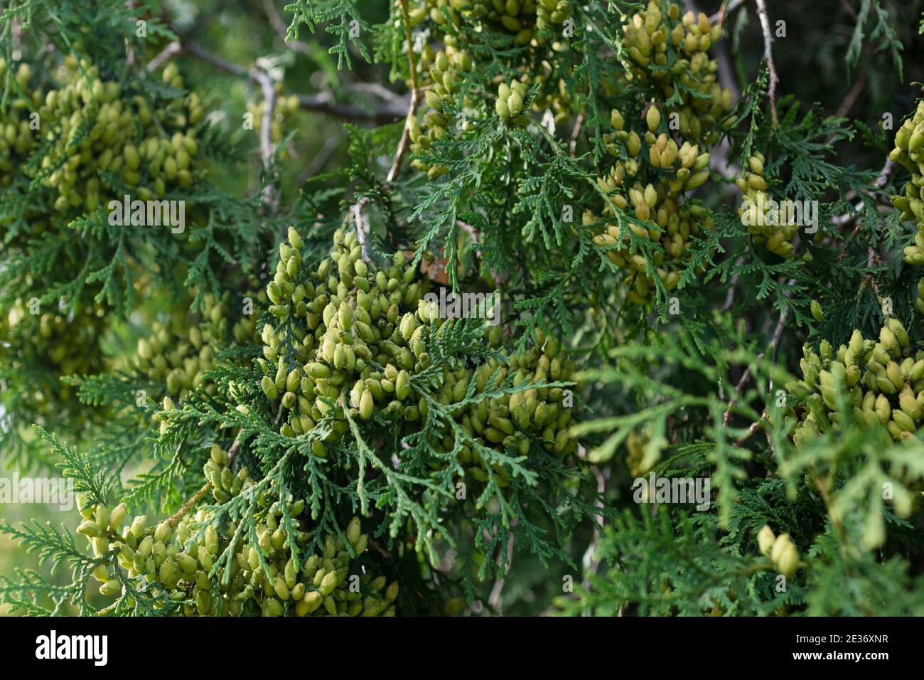 Green fruits Thuja grow on a tree Stock Photo - Alamy