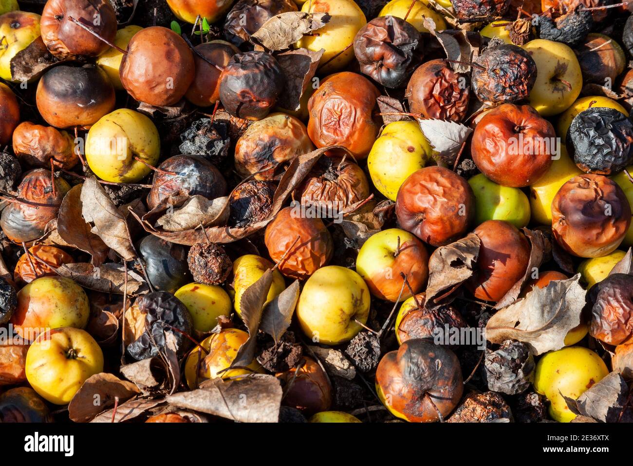 Rotten apples background ( Malus angustifolia Southern Crab Apple) in a ...