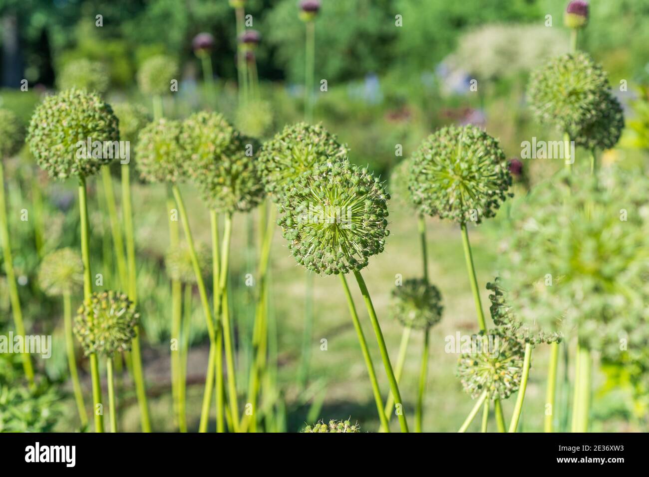Flower Allium nutans in August Stock Photo - Alamy