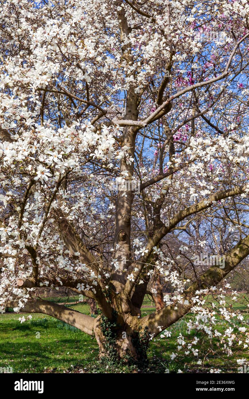 Magnolia x kewensis 'Wada's Memory' blossom flowering on a springtime ...