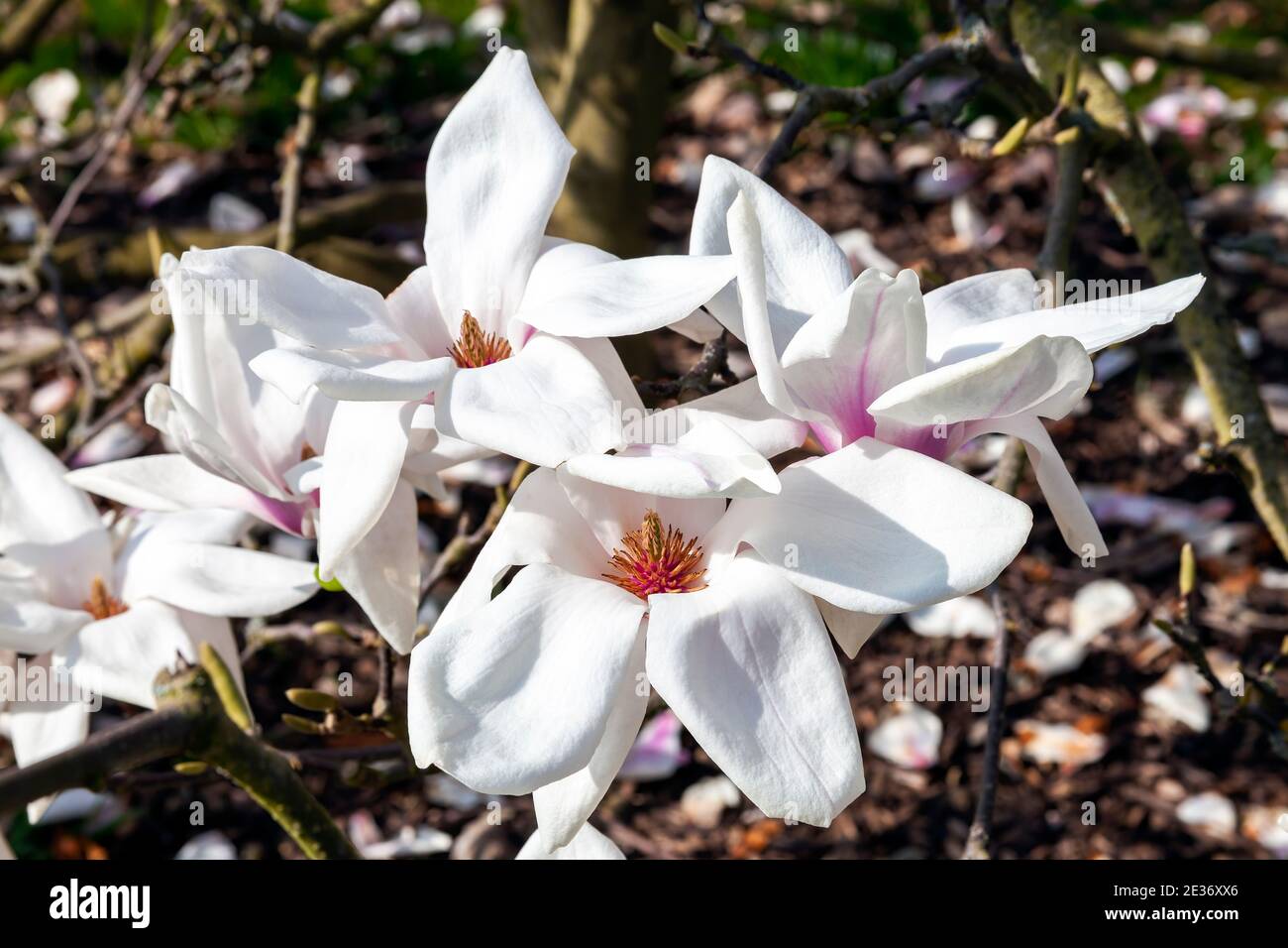 Memory tree hi-res stock photography and images - Alamy