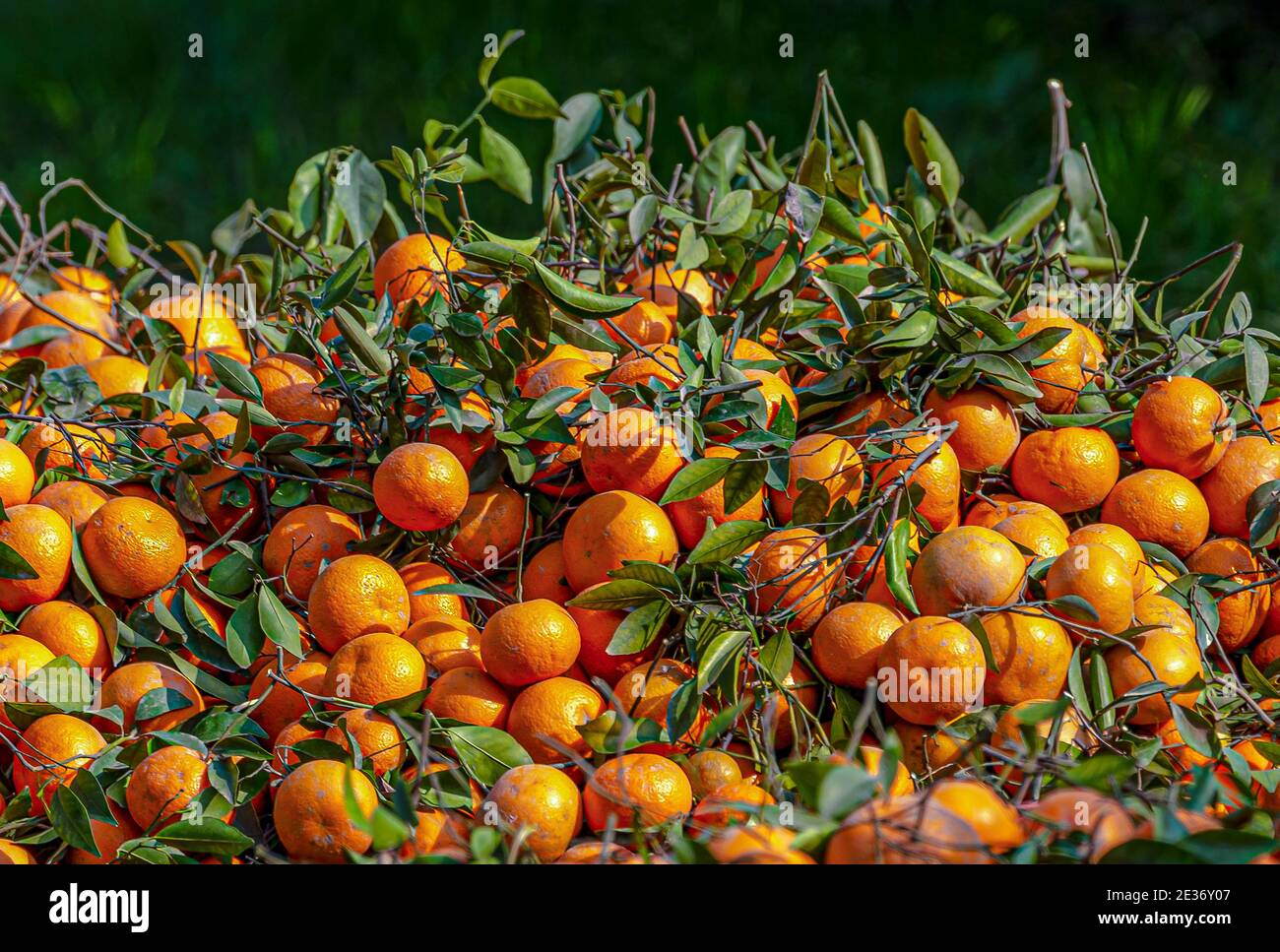 Citrus × sinensis, also known as the Citrus sinensis, includes the ...
