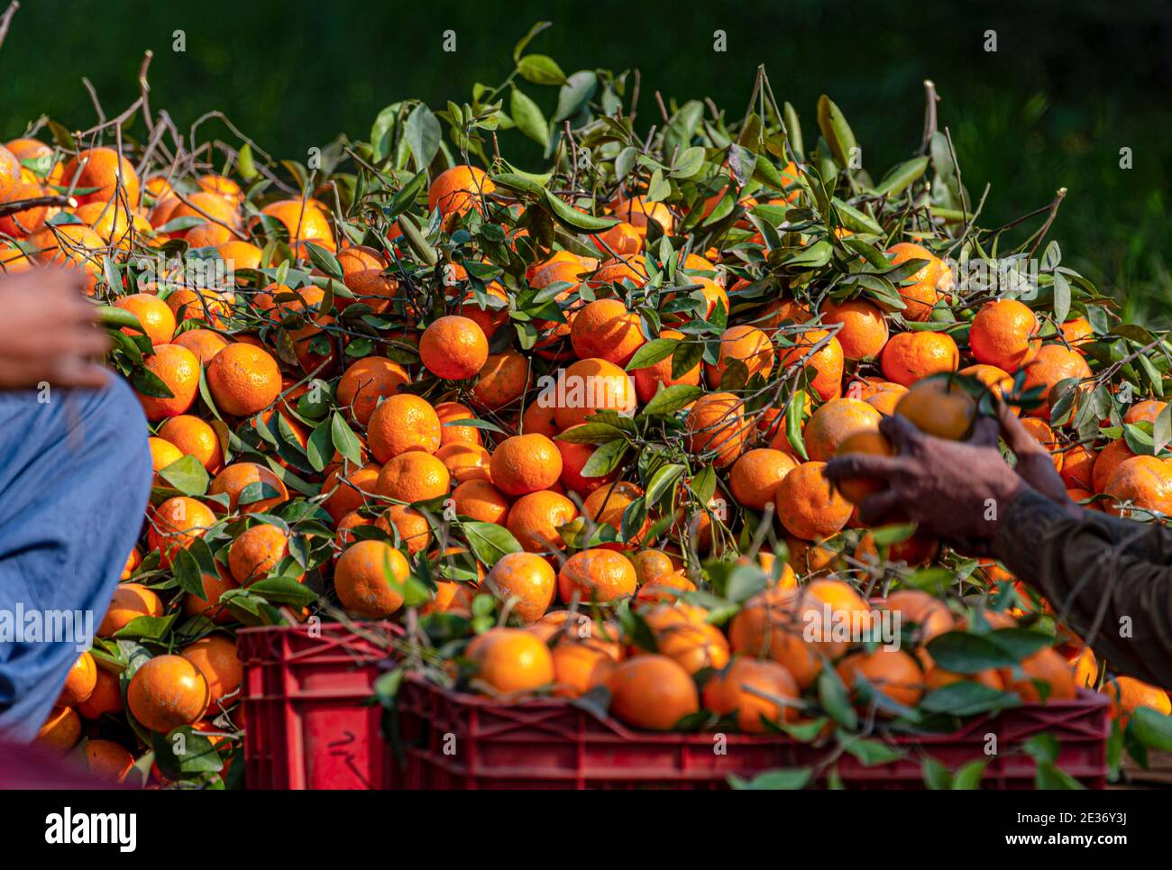 Citrus × sinensis, also known as the Citrus sinensis, includes the ...