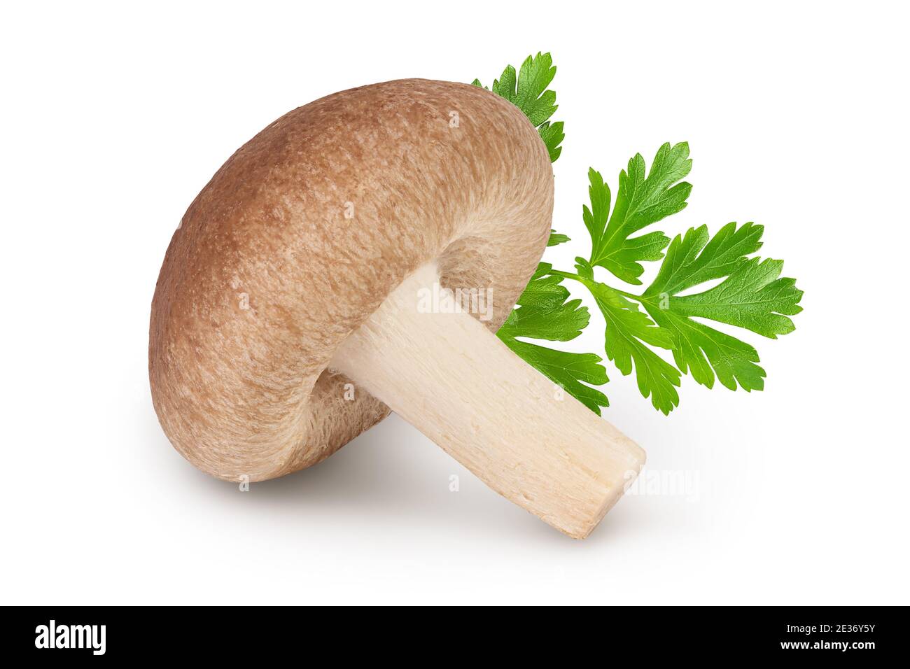 Fresh Shiitake mushroom isolated on white background with clipping path ...
