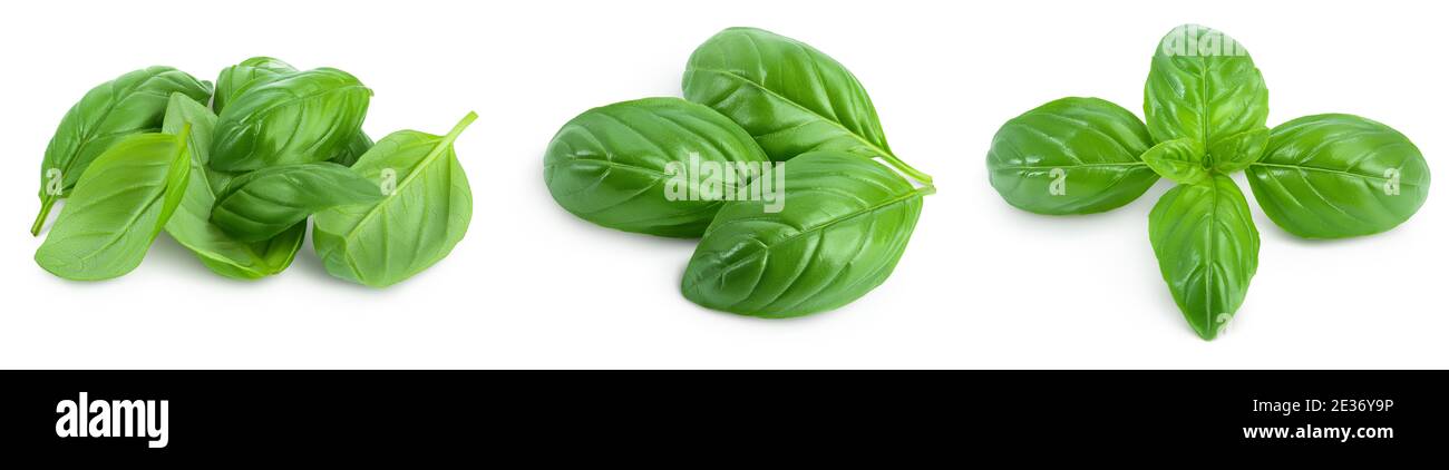 Fresh basil leaf isolated on white background with clipping path and ...