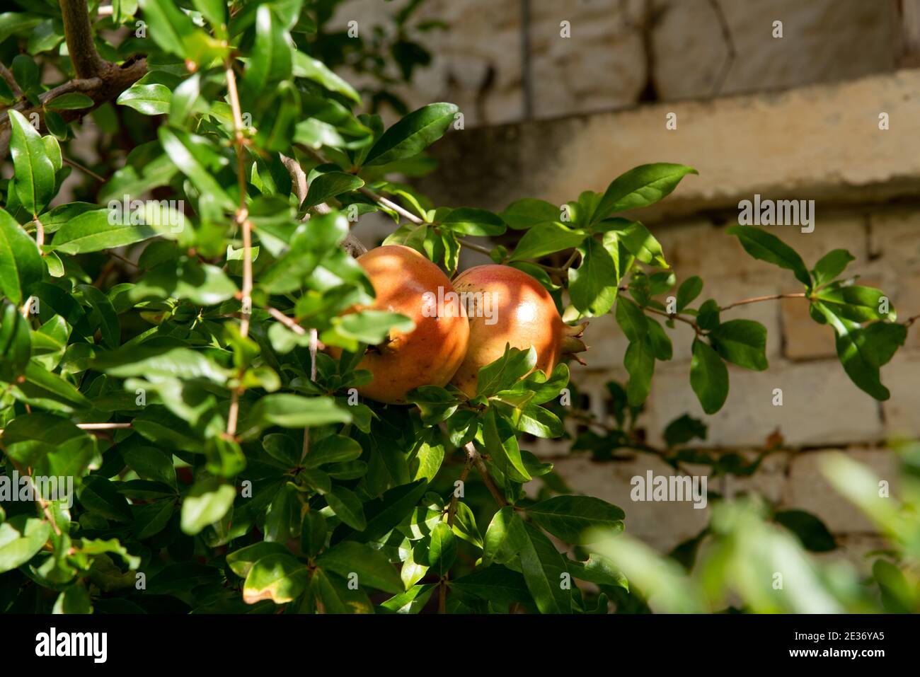 Pomegranate tree in sunny hi-res stock photography and images - Alamy