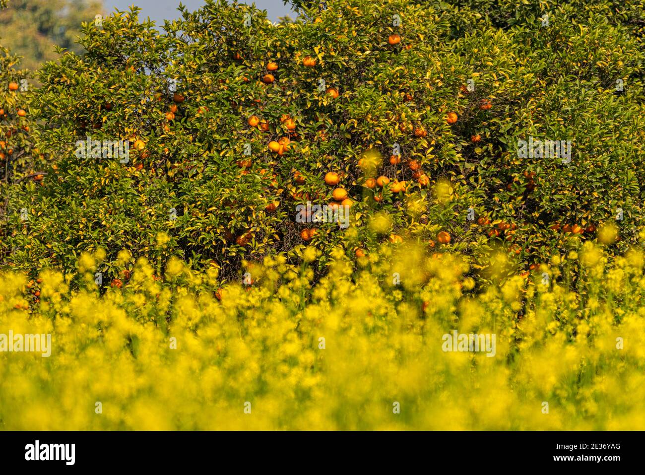 Citrus × sinensis, also known as the Citrus sinensis, includes the ...