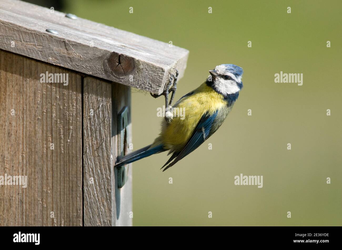 Adult Blue Tit, Cyanistes caeruleus, at nest box at the RSPB's Otmoor ...