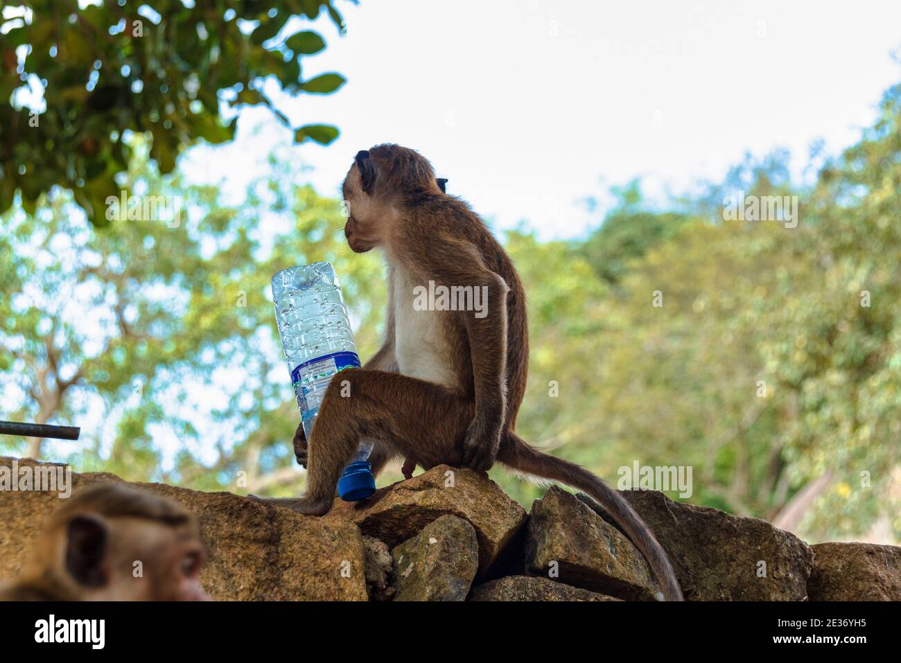 Plastic mamal hi-res stock photography and images - Alamy