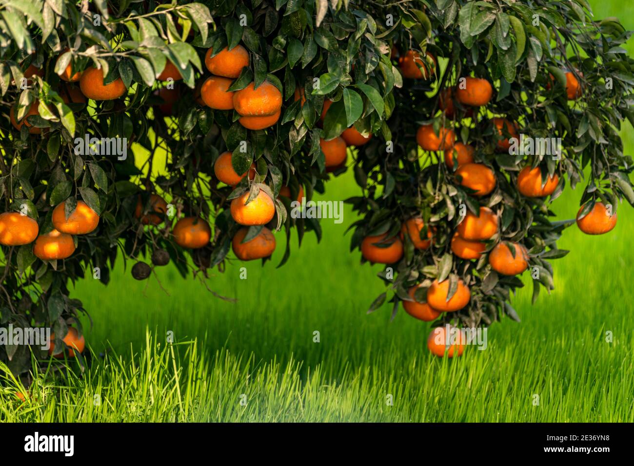 Sweet citrus sinensis growing hi-res stock photography and images - Alamy
