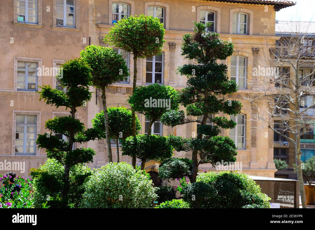 beautifully cut trees in a square in Marseille Stock Photo - Alamy
