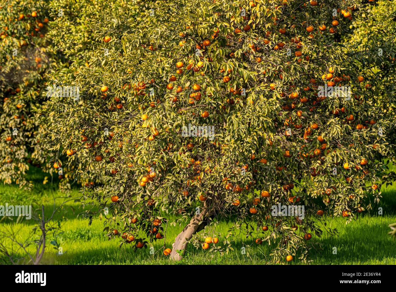 Citrus × sinensis, also known as the Citrus sinensis, includes the ...