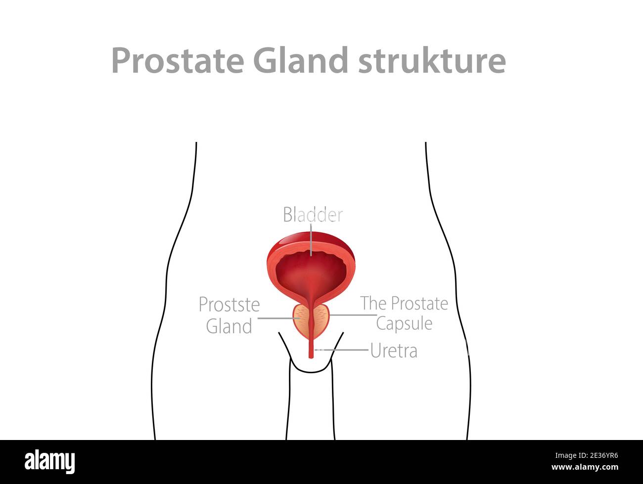 Structure of male prostate. Genitourinary internal anatomy of man with bladder and urethra ...