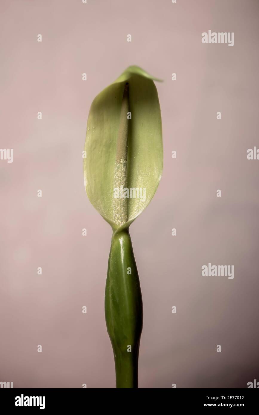 Simple single flower hi-res stock photography and images - Alamy