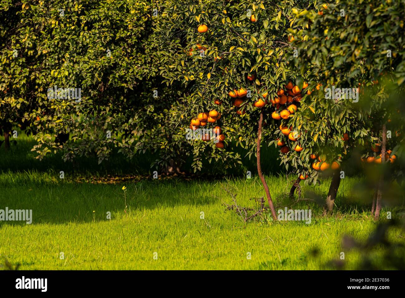 Citrus × sinensis, also known as the Citrus sinensis, includes the ...