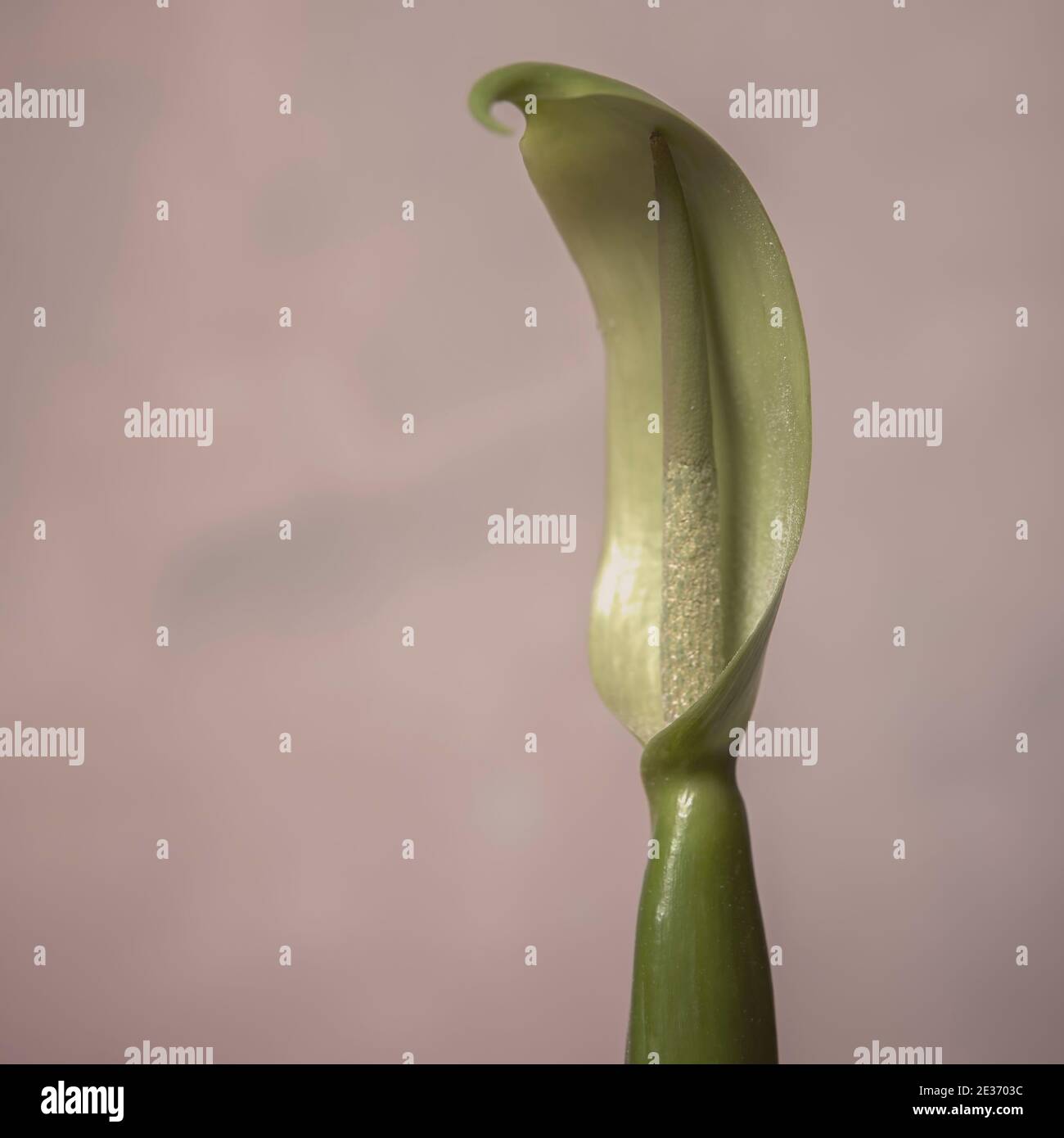 Simple flower image hi-res stock photography and images - Alamy