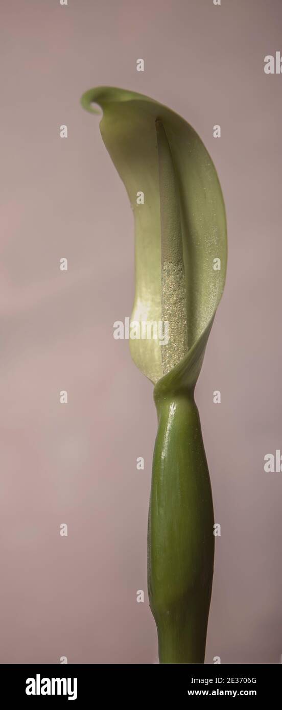 fine art portrait of a single flower on a solid background Stock Photo ...