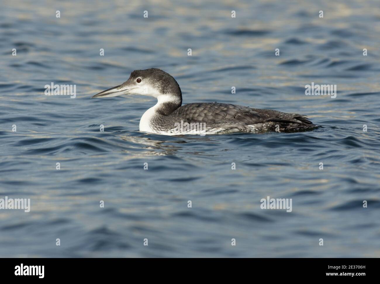 Gavia immer summer plumage hi-res stock photography and images - Alamy