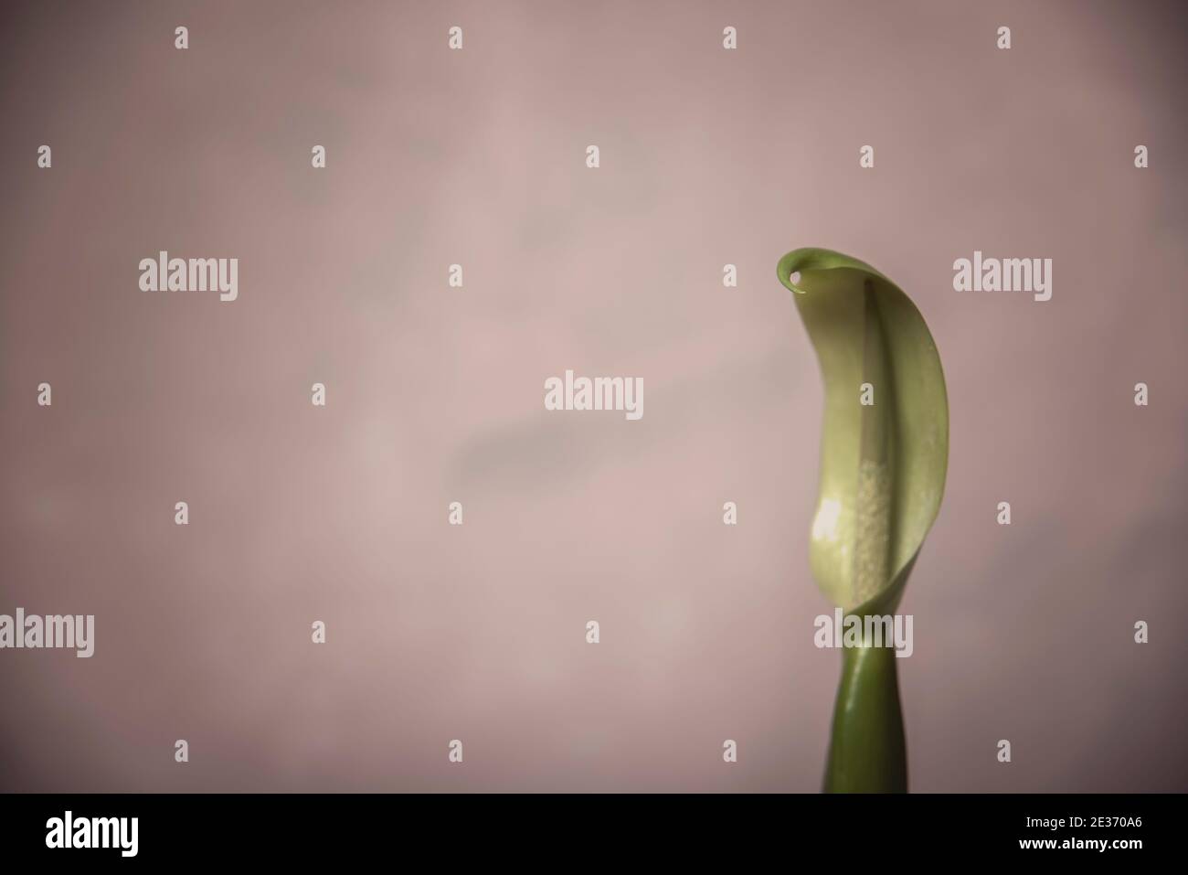 fine art portrait of a single flower on a solid background Stock Photo ...
