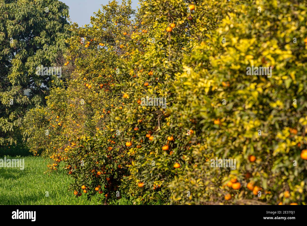 Citrus × sinensis, also known as the Citrus sinensis, includes the ...