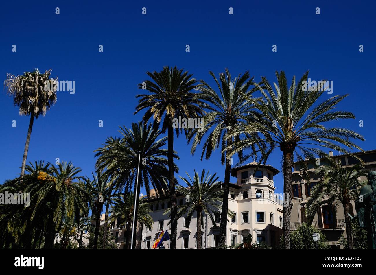 many palm trees and dark blue sky in Mallorca Stock Photo - Alamy
