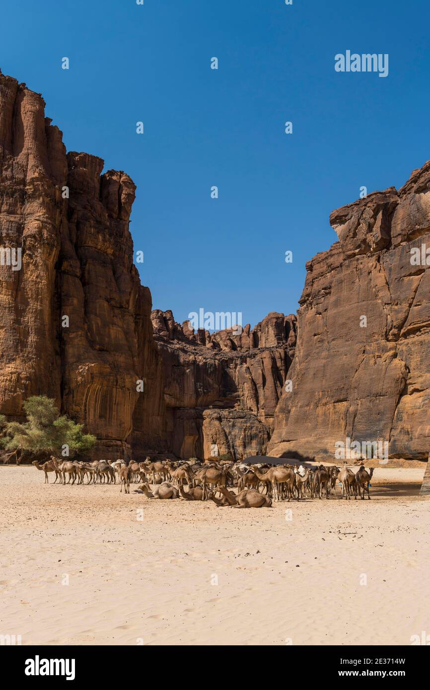 Camel herd, Guelta d'Archei waterhole, Ennedi plateau, Chad Stock Photo ...
