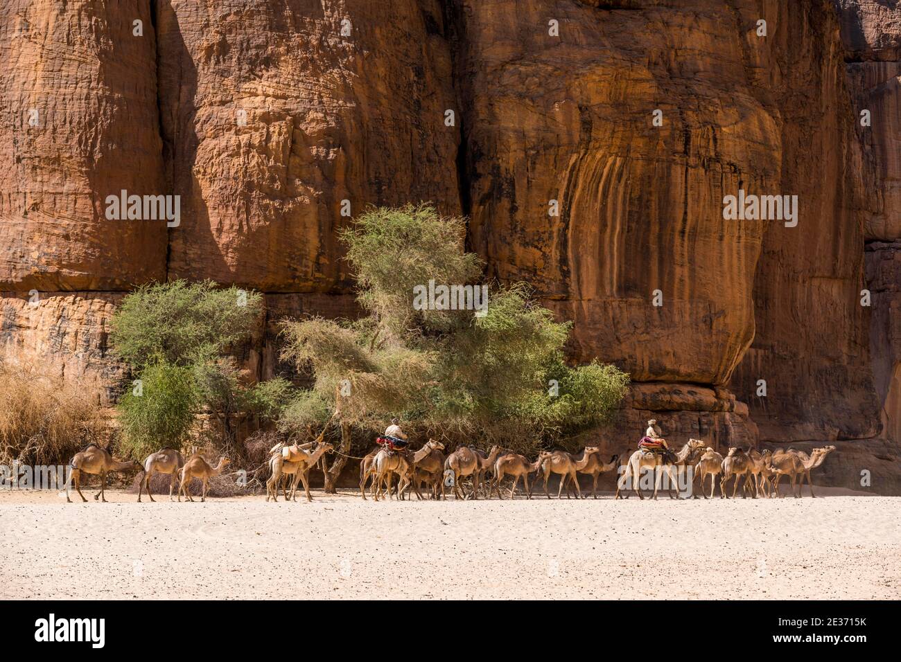 Camel caravan, Guelta d'Archei waterhole, Ennedi plateau, Chad Stock ...