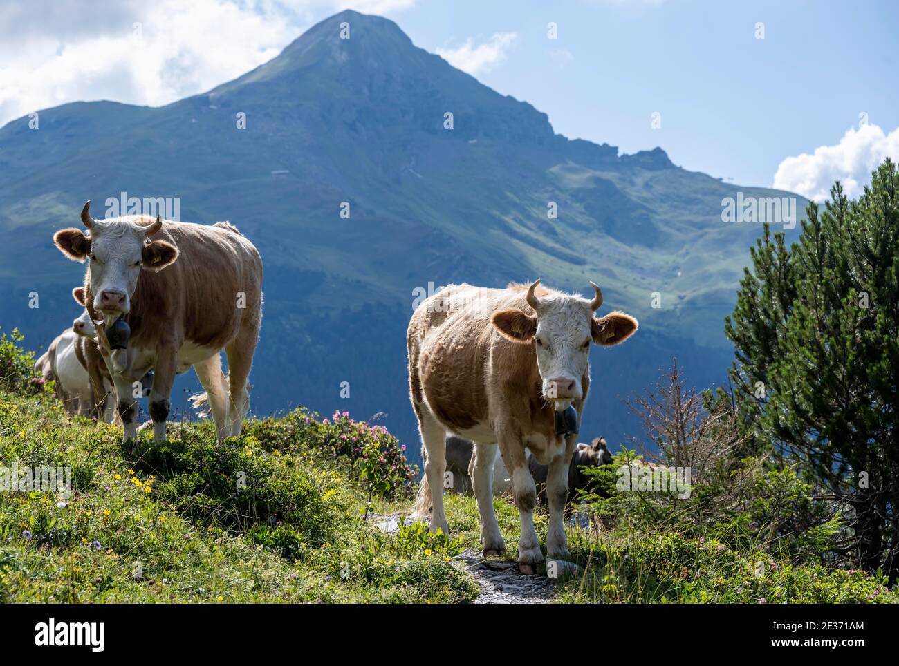 Two cows with horns in front of mountain landscape, Bernese Oberland ...