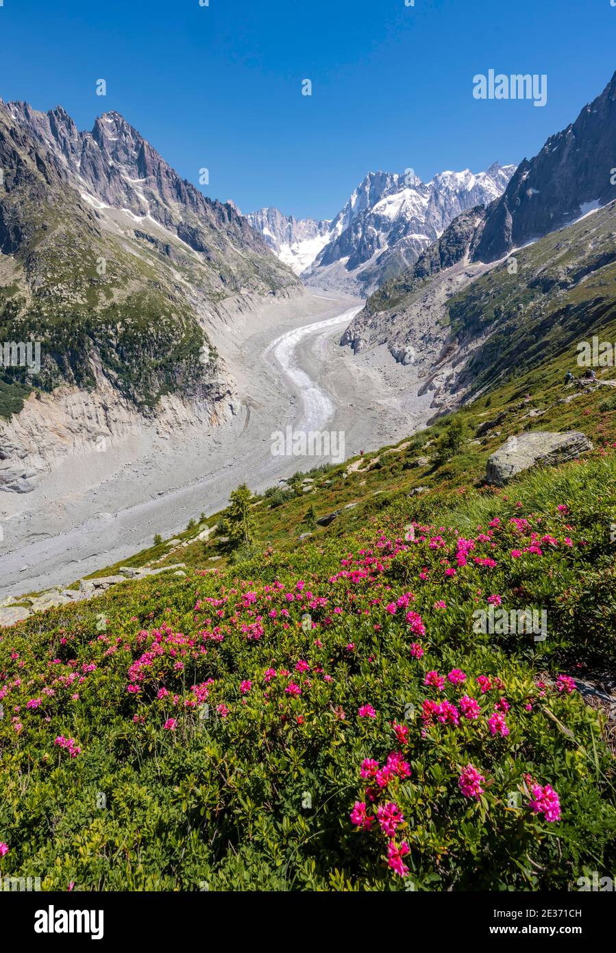Pink alpine roses on the mountainside, glacier tongue Mer de Glace ...