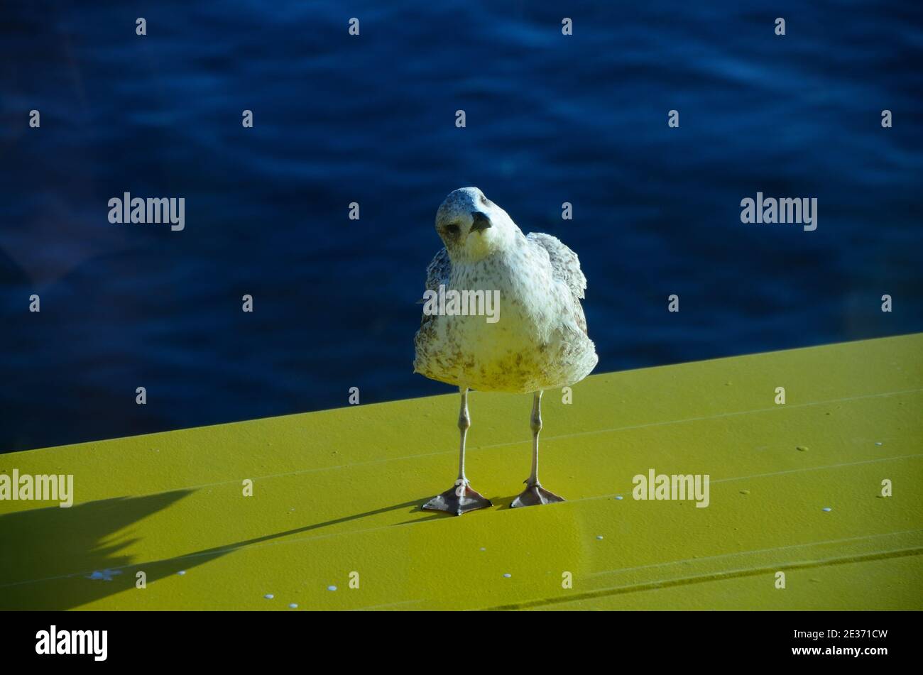 small gull turns his head and looks askance at the camera Stock Photo ...